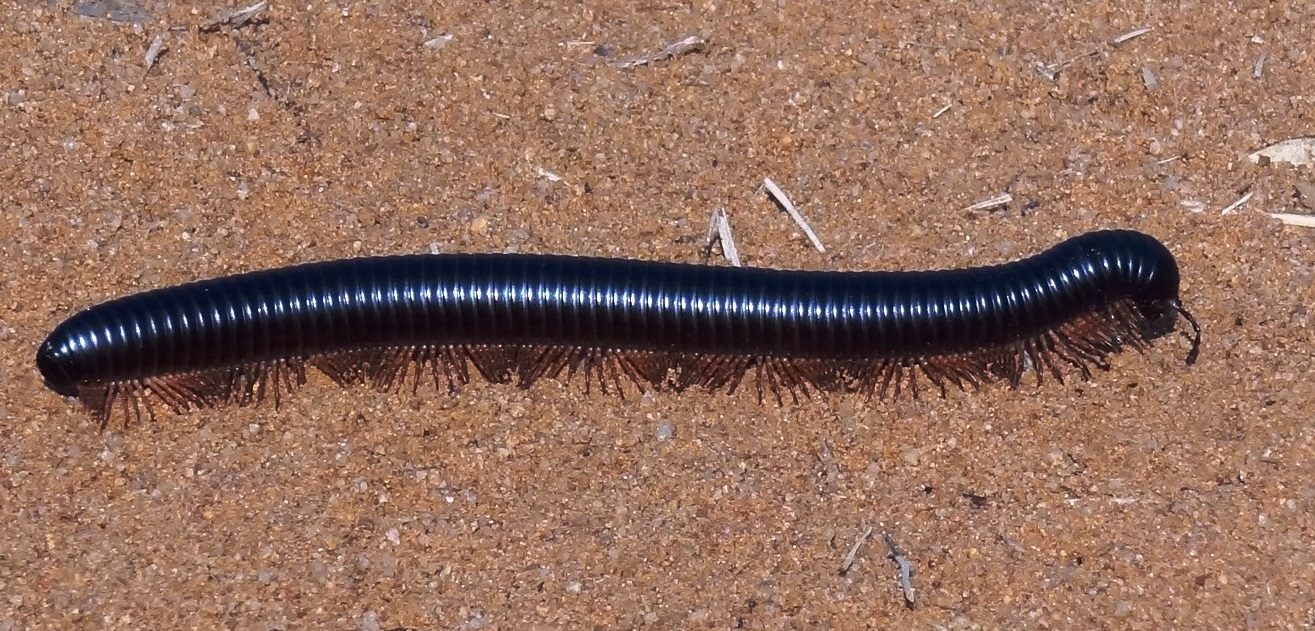 Meet the Creepy Crawlies of the African Bush - South African Lodges