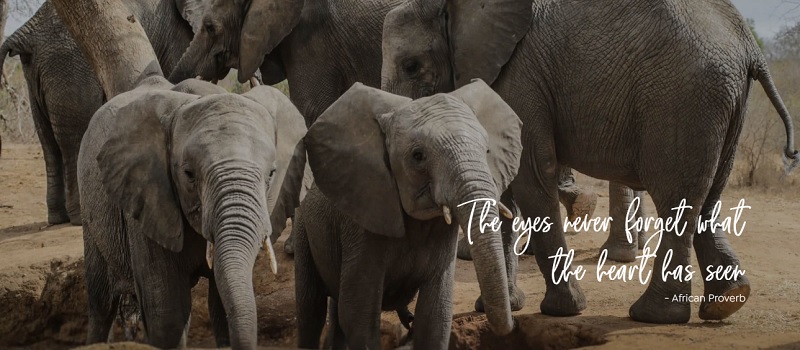 Two MICHELIN Keys for Jabulani Safari Lodge! - South African Lodges