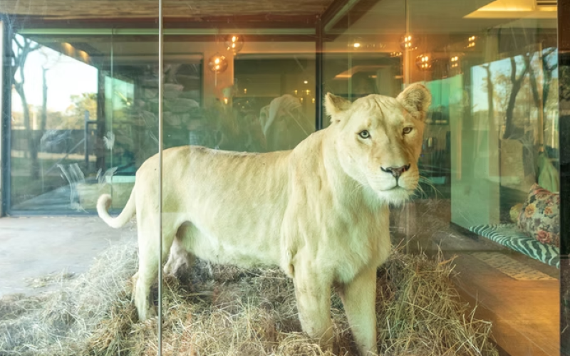 Shekinah Lion and Game Lodge