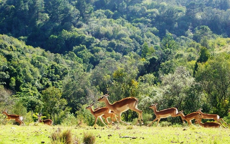 AfriCamps at Ingwe, Plettenberg Bay