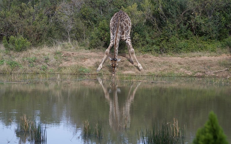 Barefoot Addo Elephant Lodge