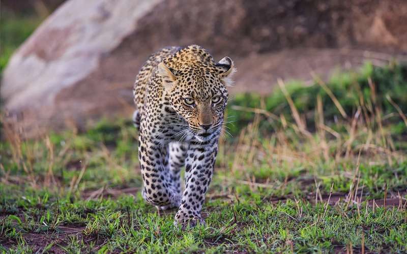 Ehlane Plains Camp, Serengeti, Tanzania