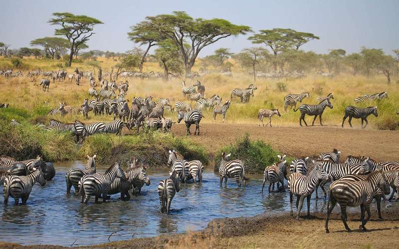 Ehlane Plains Camp, Serengeti, Tanzania