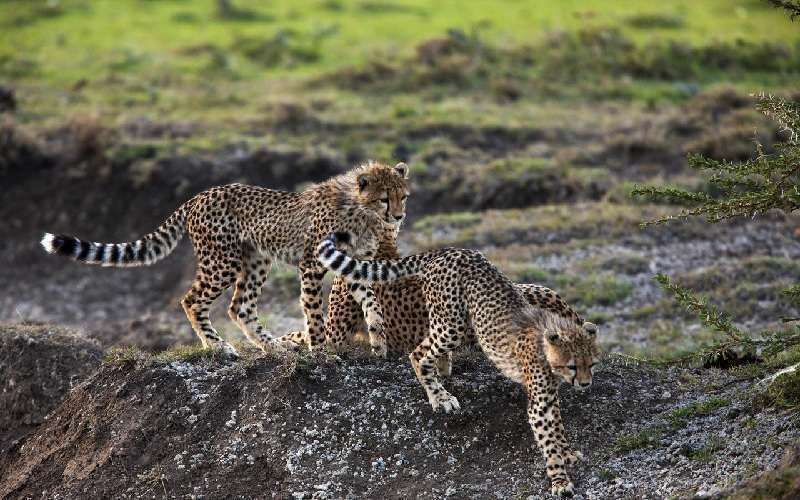 Great Plains Conservation Mara Expedition Camp, Masai Mara, Kenya