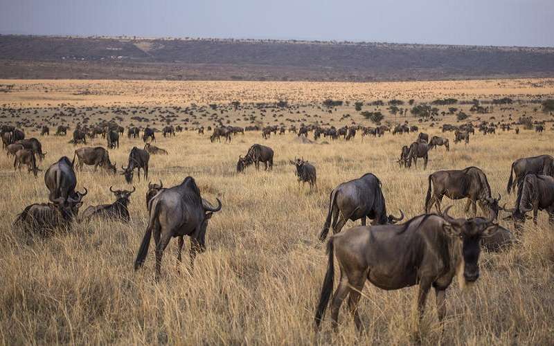 Great Plains Conservation Mara Expedition Camp, Masai Mara, Kenya