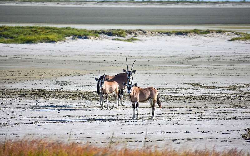 Mokuti Etosha Lodge, Etosha National Park, Namibia