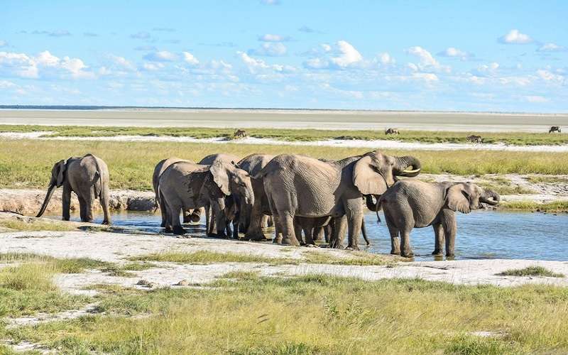 Mokuti Etosha Lodge, Etosha National Park, Namibia