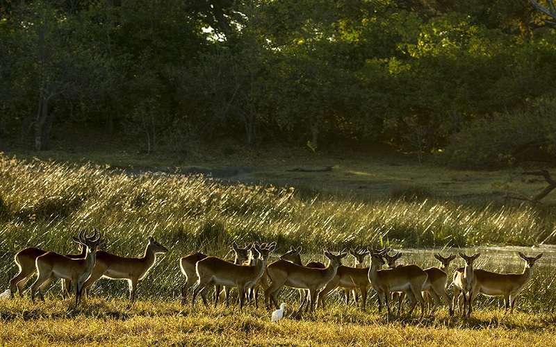 Selinda Camp, Selinda Game Reserve in Botswana