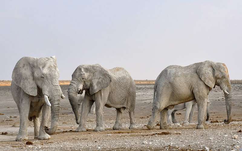 Solitaire Desert Farm, Namibia