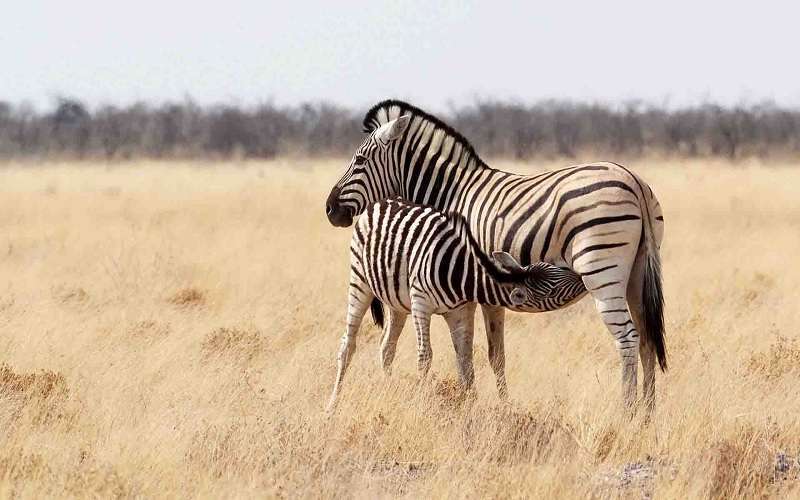 Solitaire Desert Farm, Namibia