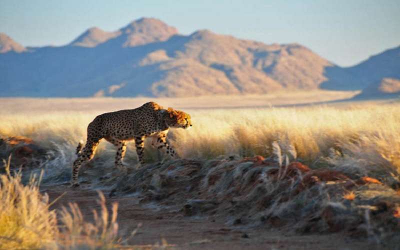 Solitaire Desert Farm, Namibia