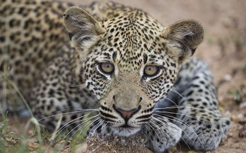 Ulusaba Private Game Reserve, Sabi Sands, South Africa