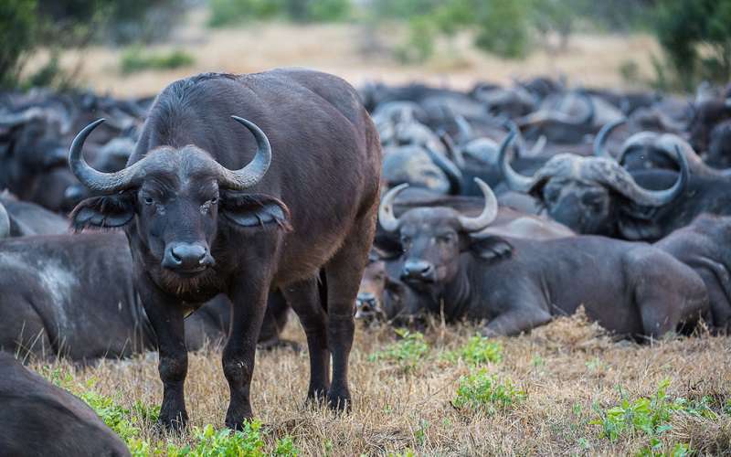 Dulini Leadwood Lodge, Sabi Sand Game Reserve, Kruger National Park ...