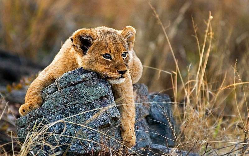 Monwana Game Lodge