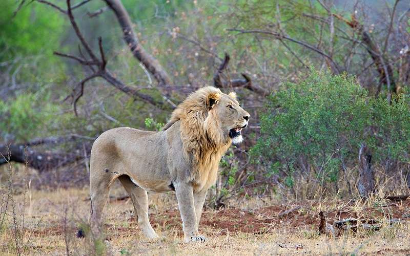 aha Thakadu River Camp, Madikwe Game Reserve