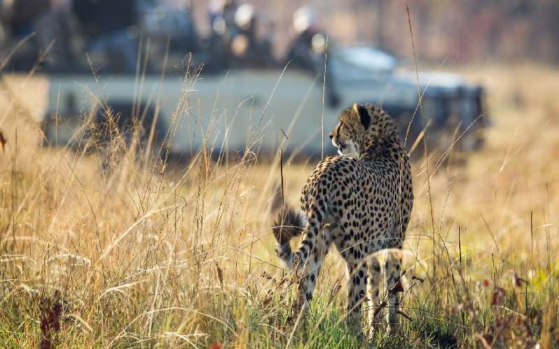 Botswana and Zambia Safari Highlights