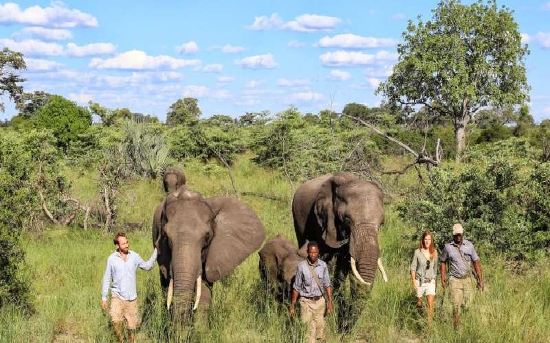 Botswana and Zambia Safari Highlights
