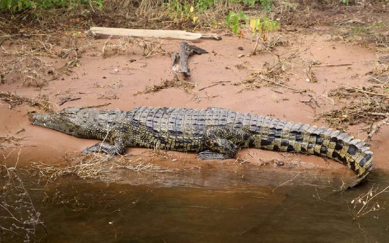 Camp Kuzuma, Kazuma Forest Reserve, Chobe, Botswana