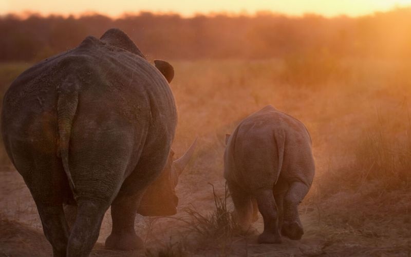 Motswari Private Game Reserve, Kruger National Park, South Africa