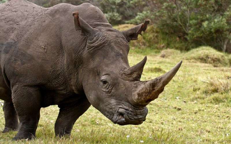 Desert and Delta Safaris, The Rhino Package, Botswana