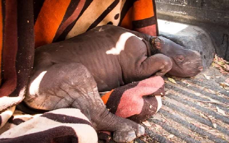 Desert and Delta Safaris, The Rhino Package, Botswana