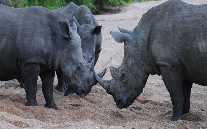 Desert and Delta Safaris, The Rhino Package, Botswana