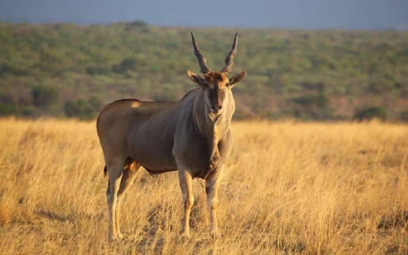Ditholo Game Lodge, Bela Bela, South Africa