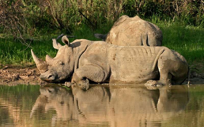 Ditholo Game Lodge, Bela Bela, South Africa