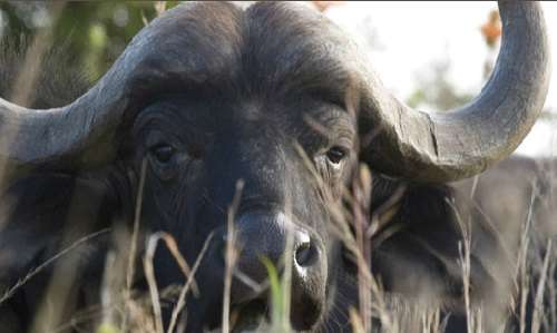 Duma Manzi Eco Lodge & Spa, Richmond, South Africa