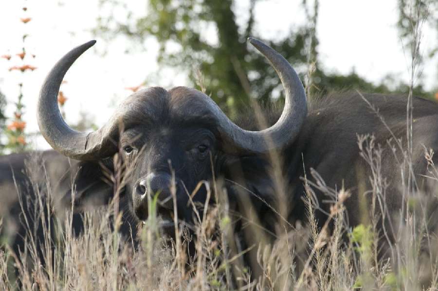 Duma Manzi Eco Lodge & Spa, Richmond, South Africa
