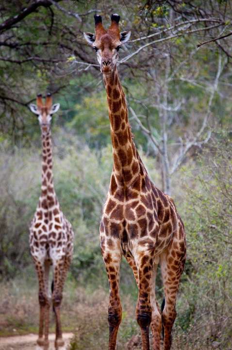 Duma Manzi Eco Lodge & Spa, Richmond, South Africa