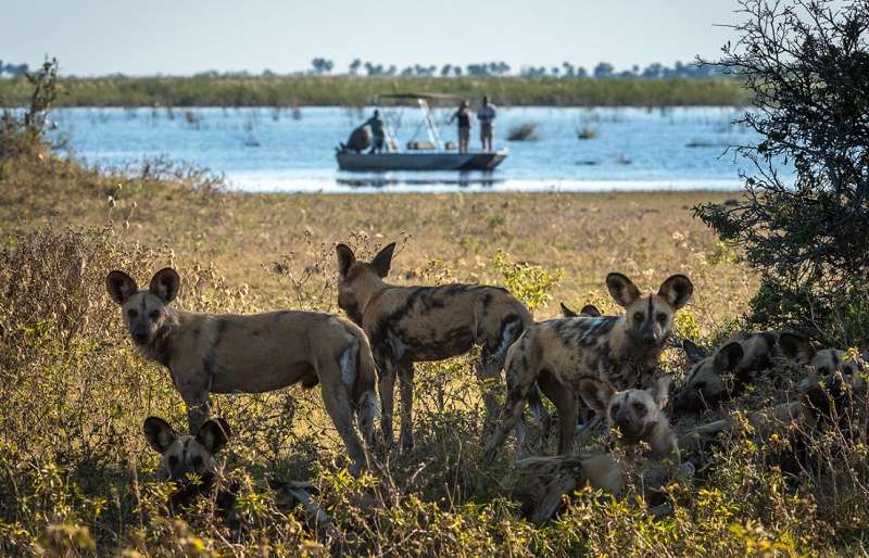Duma Tau Camp, Linyanti Wildlife Reserve, Chobe National Park, Botswana