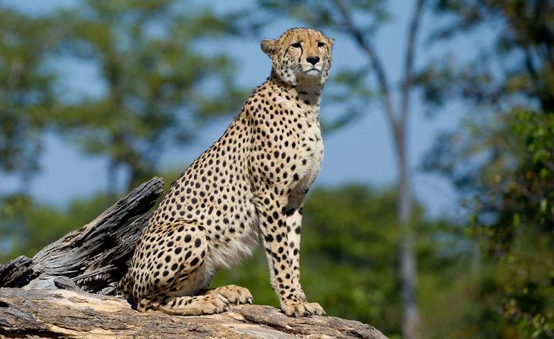 Duma Tau Camp, Linyanti Wildlife Reserve, Chobe National Park, Botswana