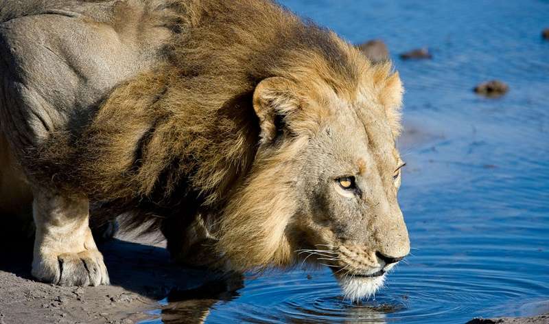 Duma Tau Camp, Linyanti Wildlife Reserve, Chobe National Park, Botswana