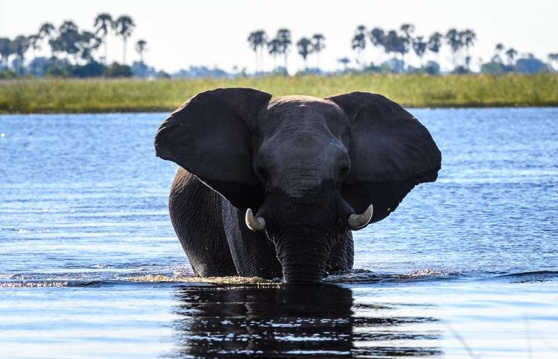 Duma Tau Camp, Linyanti Wildlife Reserve, Chobe National Park, Botswana