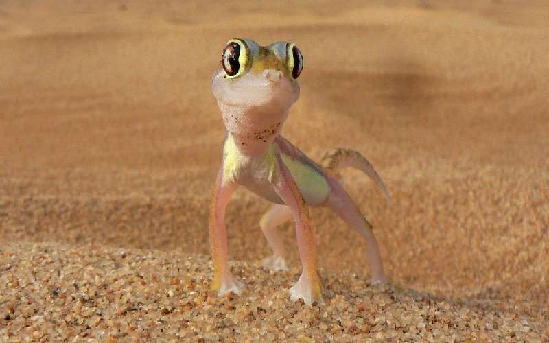 Greenfire Desert Lodge, Namibrand Nature Reserve, Namibia