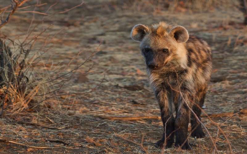 Hyena Pan Tented Camp, Khwai, Okavango, Botswana
