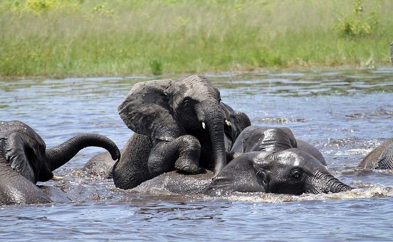 Kings Pool Camp, Linyanti Game Reserve, Chobe National Park