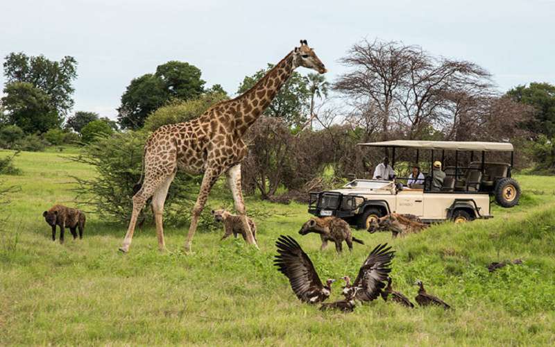 Little Mombo Camp, Wilderness Safaris, Moremi Game Reserve, Botswana