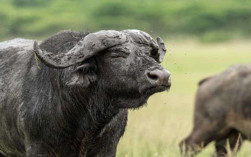 Wilderness Safaris Magashi Lodge, Akagera National Park in Rwanda