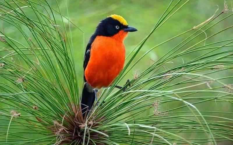 Wilderness Safaris Magashi Lodge, Akagera National Park in Rwanda