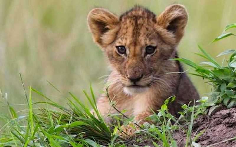 Wilderness Safaris Magashi Lodge, Akagera National Park in Rwanda
