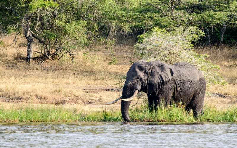 Wilderness Safaris Magashi Lodge, Akagera National Park in Rwanda