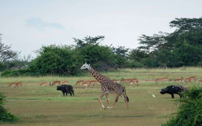 Wilderness Safaris Magashi Lodge, Akagera National Park in Rwanda