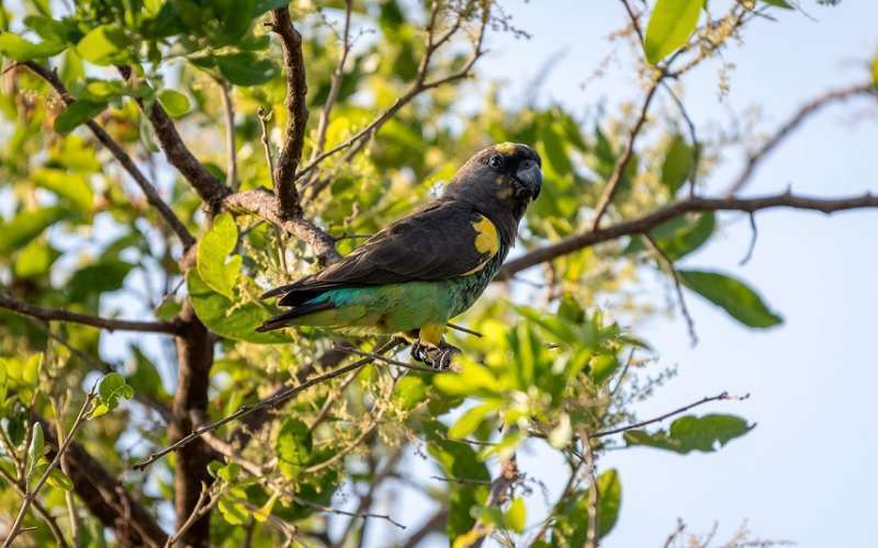 Wilderness Safaris Magashi Lodge, Akagera National Park in Rwanda