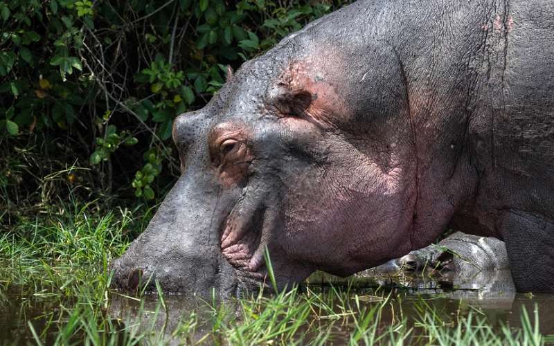 Wilderness Safaris Magashi Lodge, Akagera National Park in Rwanda