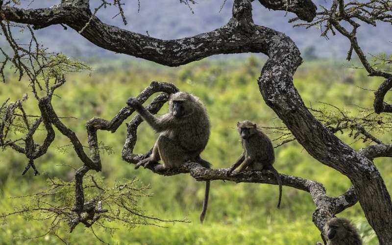 Wilderness Safaris Magashi Lodge, Akagera National Park in Rwanda