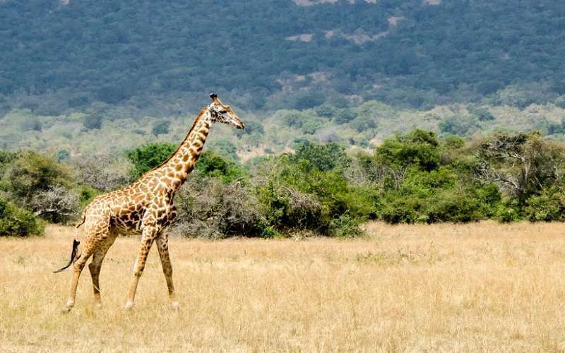 Wilderness Safaris Magashi Lodge, Akagera National Park in Rwanda