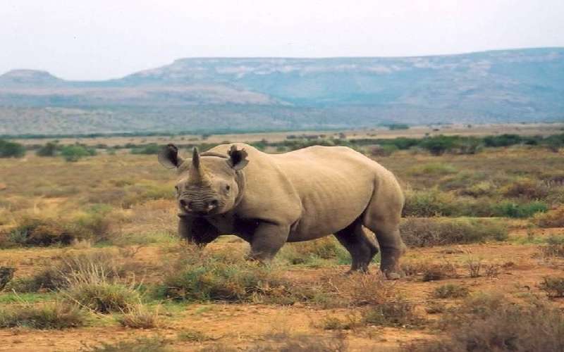 Mpongo Game Reserve, Macleantown, East London