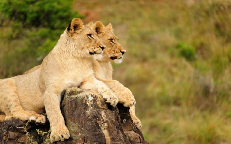 Mpongo Game Reserve, Macleantown, East London